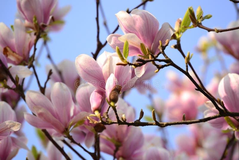 Magnolia stock image. Image of trees, green, branches - 39428205