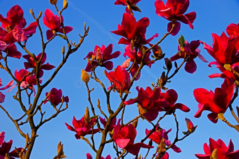 Magnolia Rouge De Floraison Image stock - Image du magnolia, flores ...