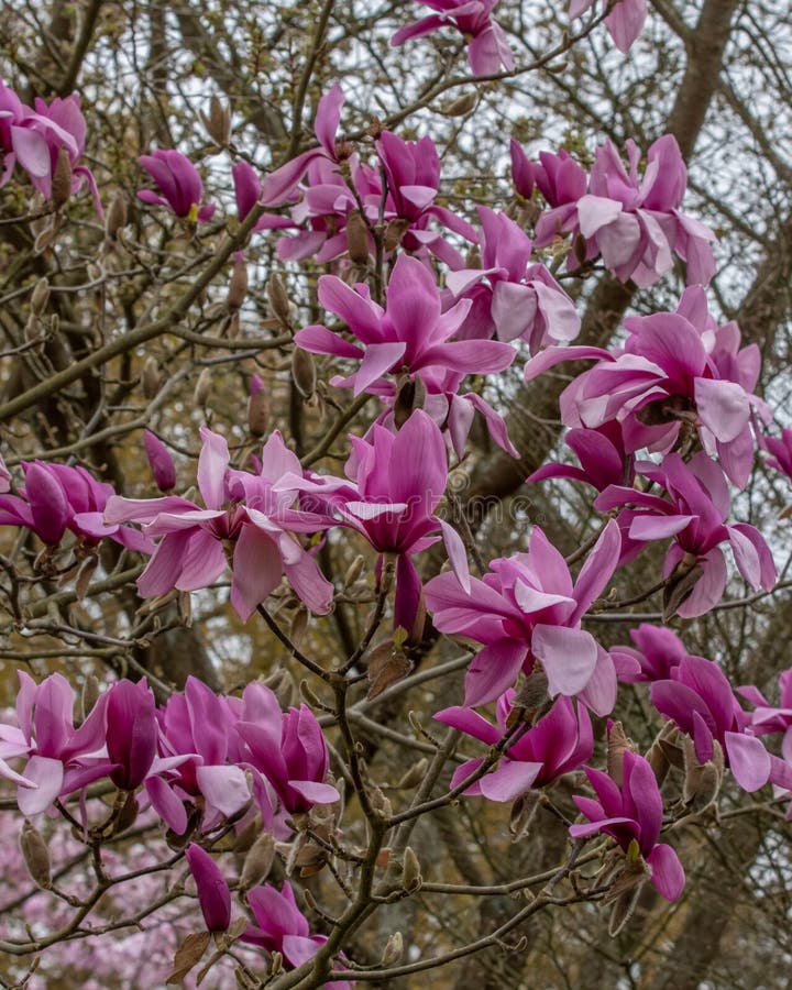 Magnolia Ruth stock image. Image of beautiful, botany - 218855455