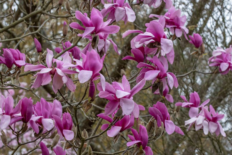 Magnolia Ruth Stock Photos - Free & Royalty-Free Stock Photos from ...