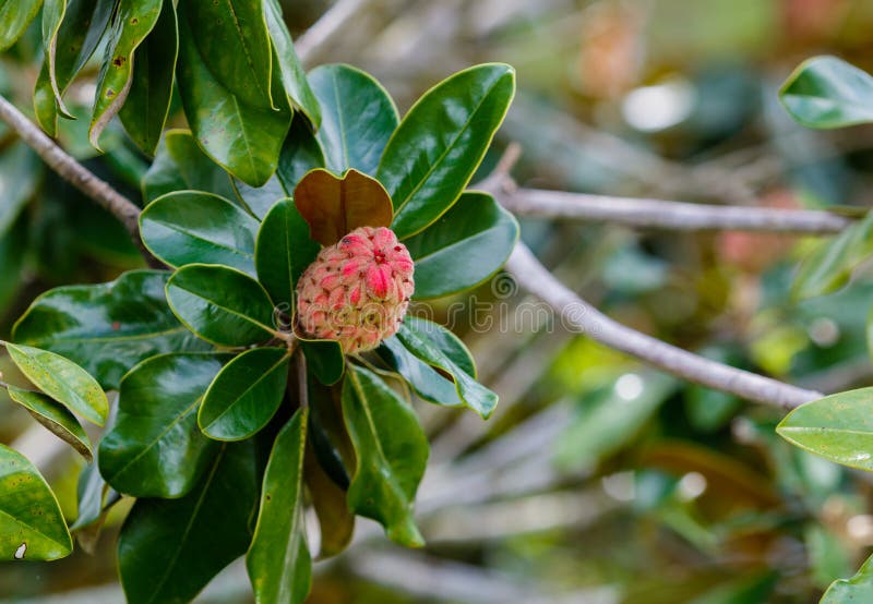 260 Magnolia Tree Seed Pod Stock Photos - Free & Royalty-Free Stock ...