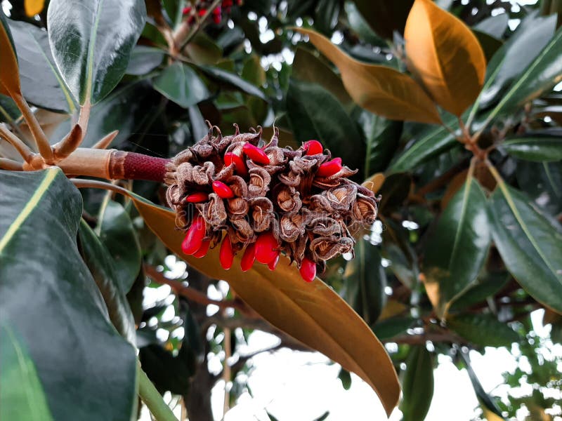 Magnolia seeds and fruit stock photo. Image of gree, flower - 47216568