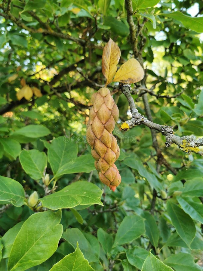 Magnolia seeds and fruit stock photo. Image of gree, flower - 47216568