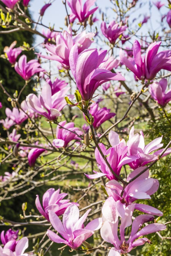 Magnolia sp. flowers stock image. Image of magnolia, environment - 53255843