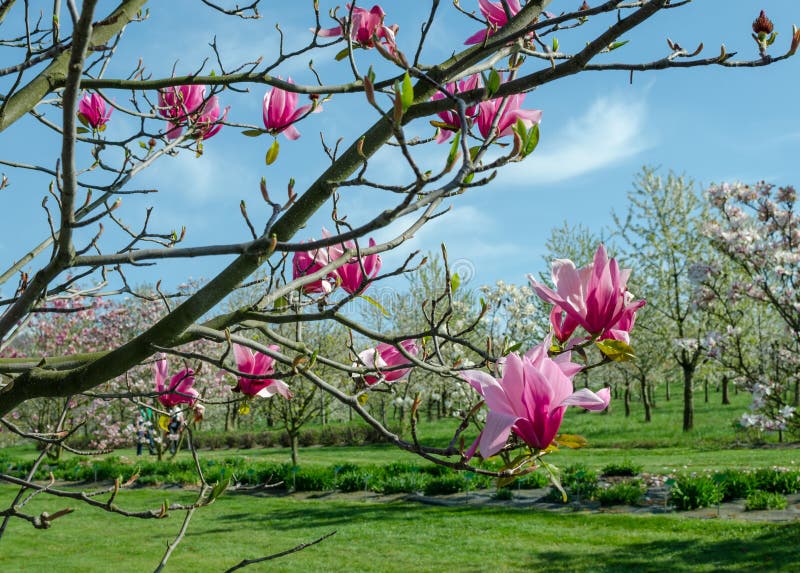 Magnolia `Spectrum` Pink Flower in Spring Stock Photo - Image of ...