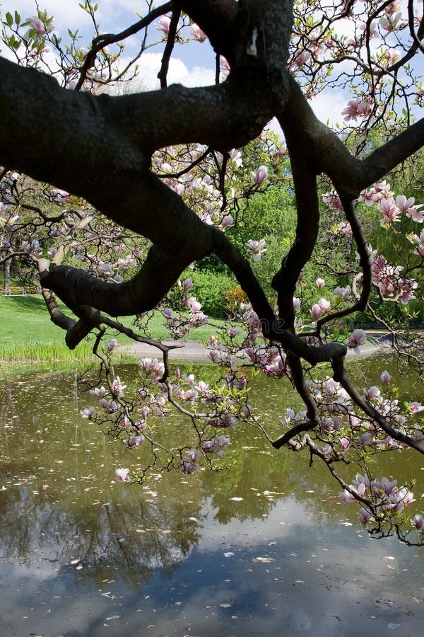 Peach trees in spring stock photo. Image of trunk, pink - 3417862