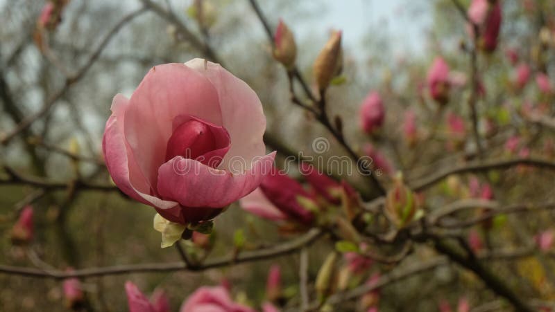 Magnolia in spring stock image. Image of closeup, tulips - 106323321