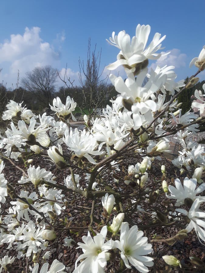 Magnolia stellata stock image. Image of trees, white - 69839273