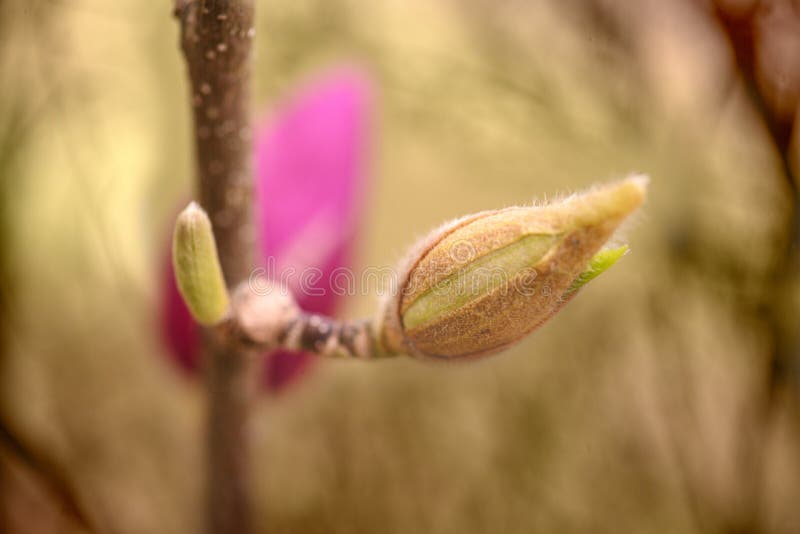 Magnolia Stellata or Star Magnolia Hybrid Pink Flowers Stock Photo ...
