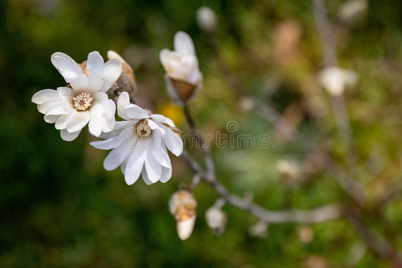Magnolia Stellata or Star Magnolia White Flowers in the Garden Design ...