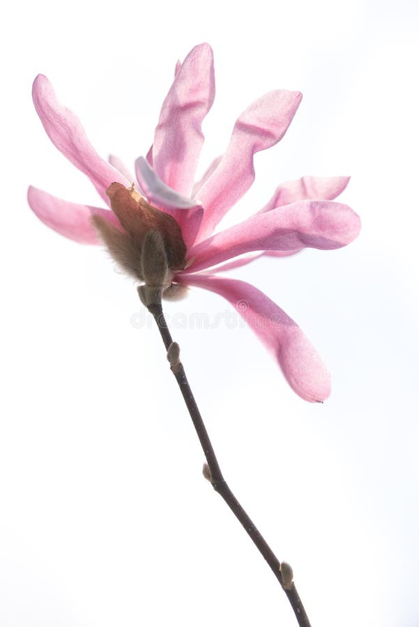 Magnolia Stellata on a White Background Stock Photo - Image of plant ...