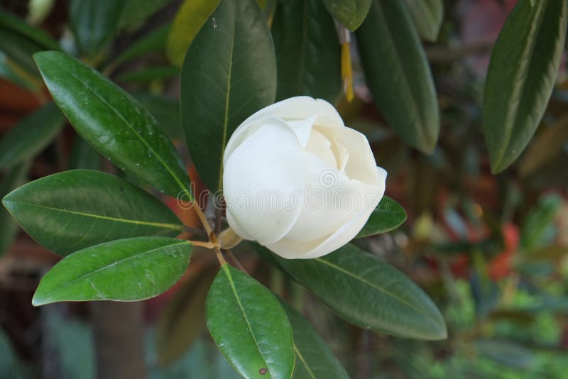 Magnolia stock image. Image of plant, season, purity - 41419177