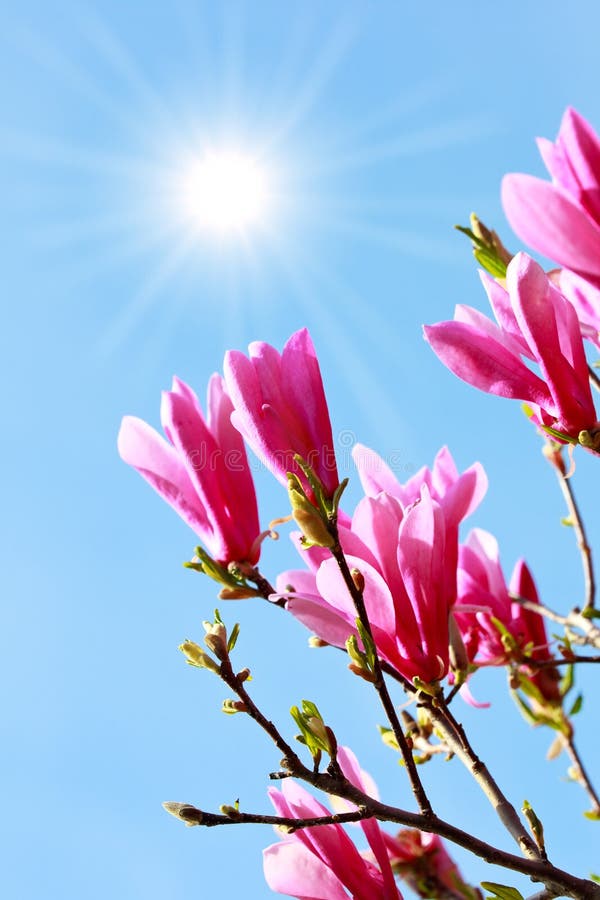 Magnolia blooming tree stock photo. Image of macro, botany - 5255422