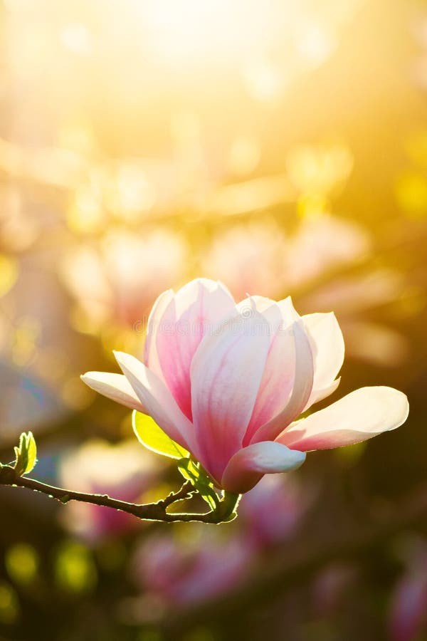 Magnolia in sun light stock photo. Image of plant, beauty - 177063498