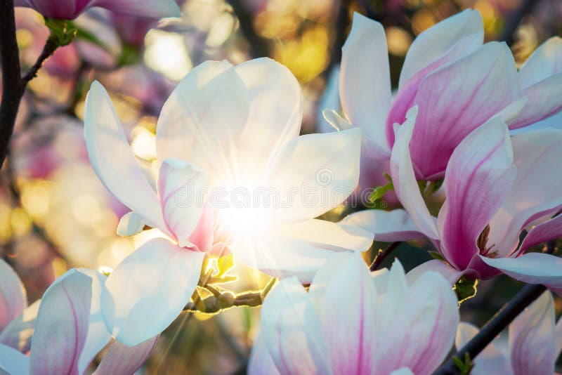 Magnolia in sun light stock image. Image of outdoor - 177063553