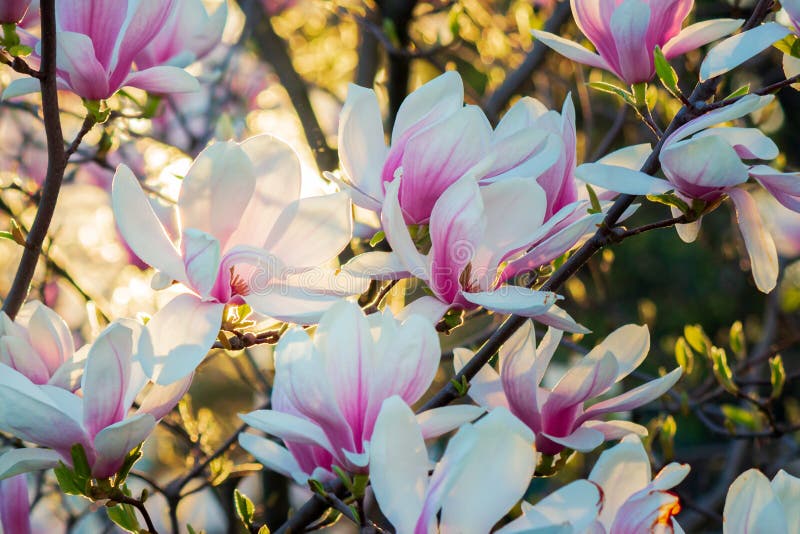 Magnolia in sun light stock photo. Image of backlit - 178530000