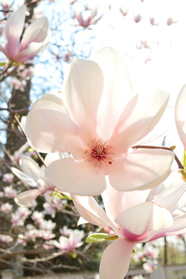 Magnolia in the Sun stock image. Image of flower, flowers - 54416741