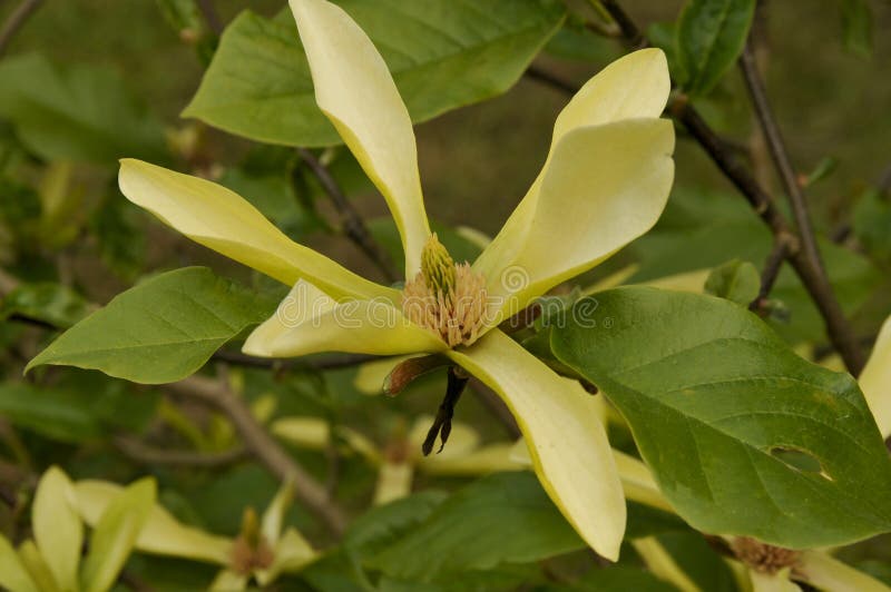 Magnolia `Sunburst` stock image. Image of flower, botanical - 82227547