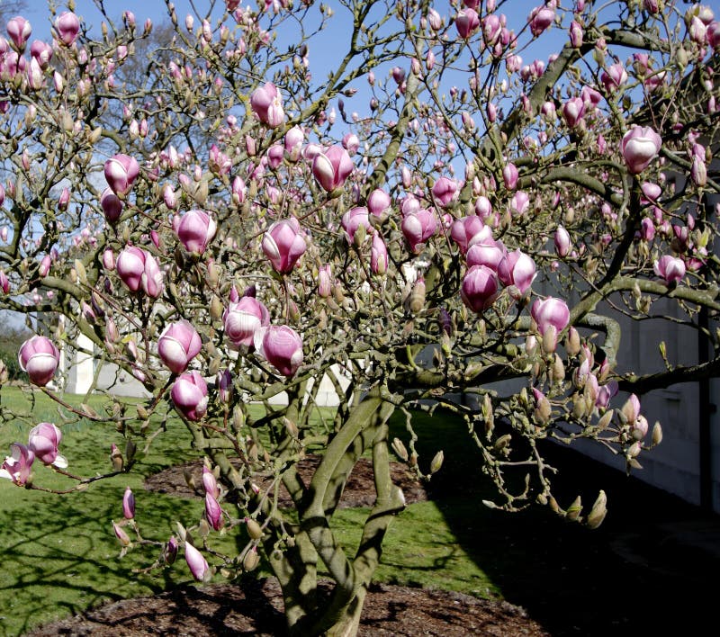 Magnolia Tree stock image. Image of tree, wonder, garden - 2093407