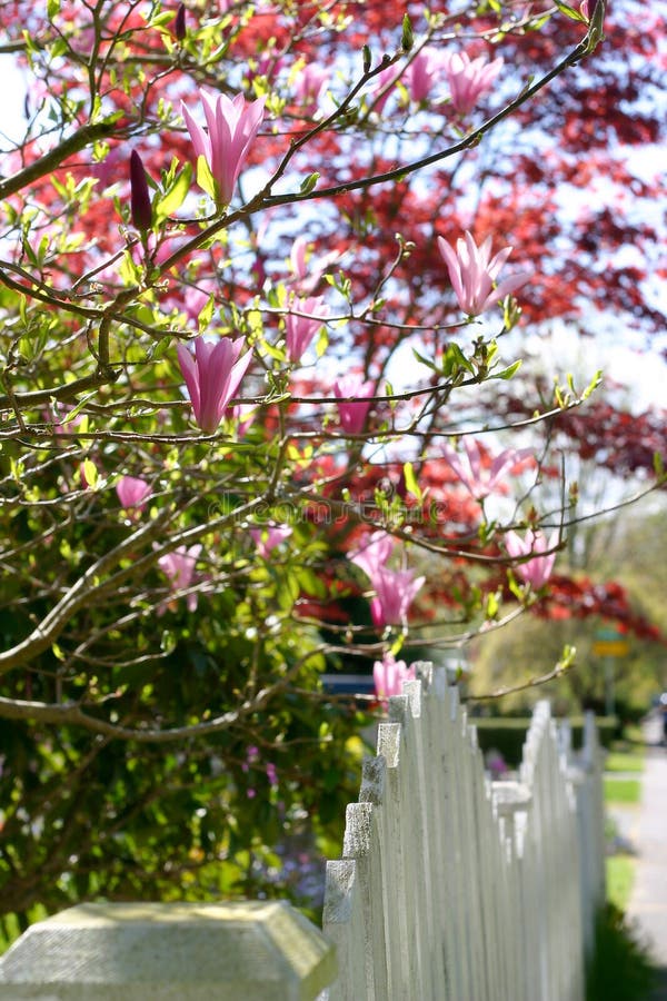 Magnolia tree stock photo. Image of blossom, welcome, summer - 701732