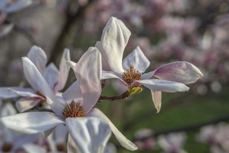 Magnolia Tree in Bloom in Early Spring Stock Photo - Image of york ...
