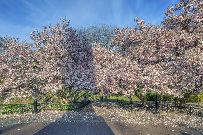 Magnolia Tree in Bloom in Early Spring Stock Photo - Image of green ...