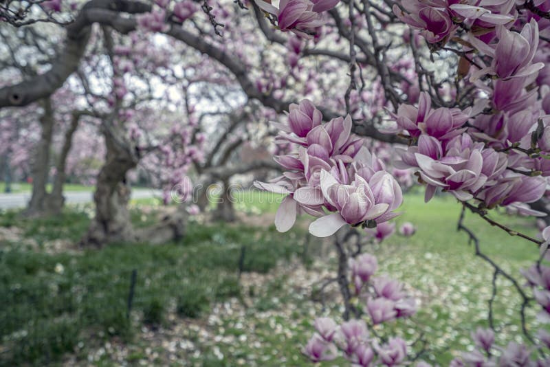 Magnolia Tree in Bloom in Early Spring Stock Photo - Image of plants ...