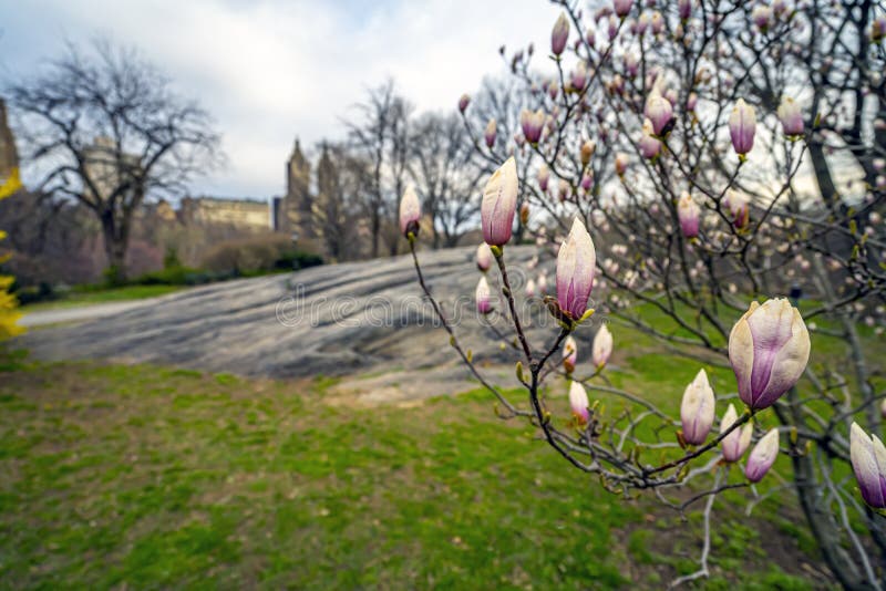 Magnolia Tree in Bloom in Early Spring Stock Image - Image of trees ...