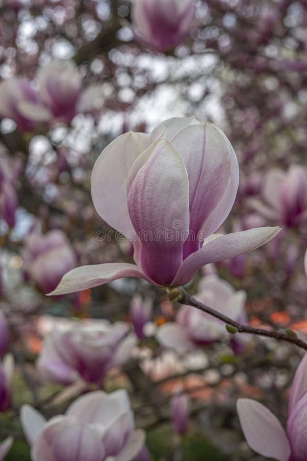 Magnolia Tree in Bloom in Early Spring Stock Image - Image of york ...