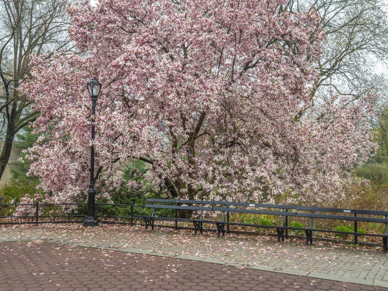 Magnolia Tree in Bloom in Early Spring Stock Photo - Image of plant ...