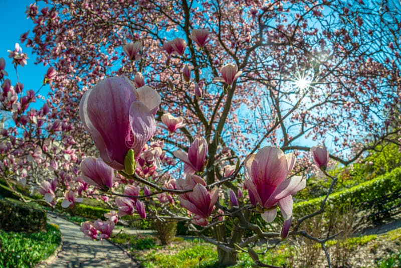 Magnolia Tree in Bloom in Early Spring Stock Photo - Image of formal ...