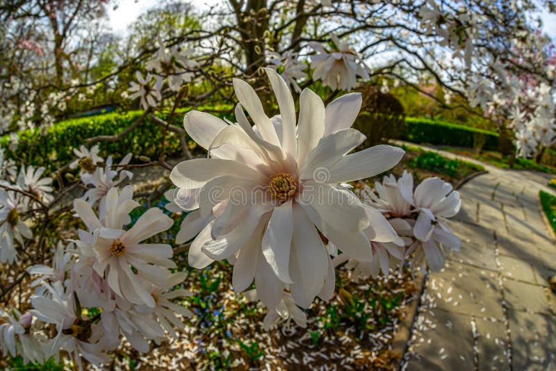 Magnolia Tree in Bloom in Early Spring Stock Photo - Image of central ...