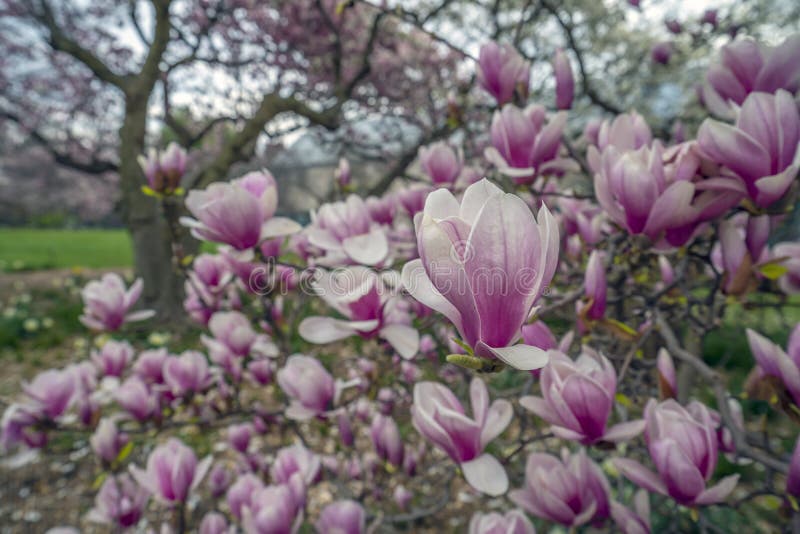 Magnolia Tree in Bloom in Early Spring Stock Image - Image of magnolia ...