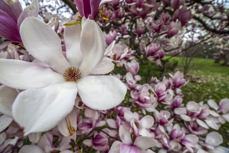 Magnolia Tree in Bloom in Early Spring Stock Photo - Image of manhattan ...