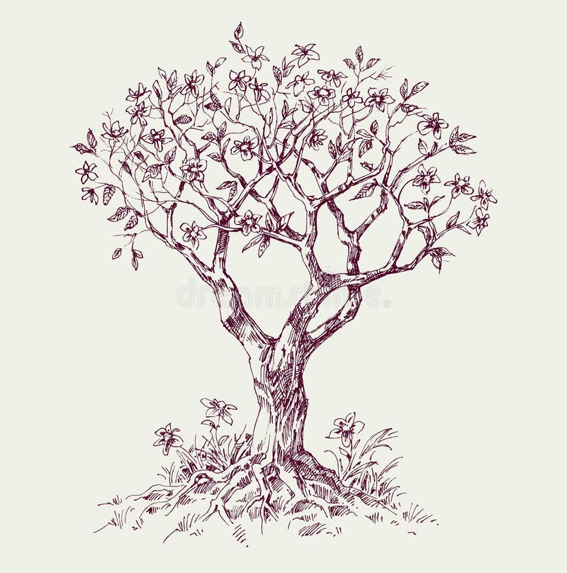 Magnolia tree in bloom stock vector. Illustration of black - 248463074