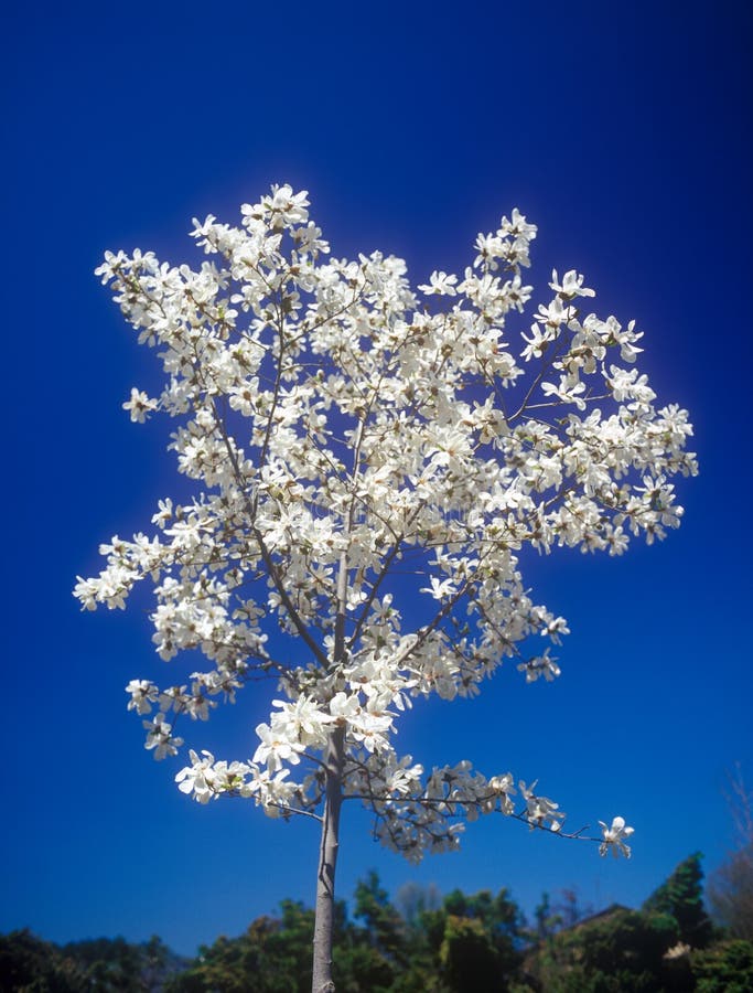 Magnolia tree in bloom. stock image. Image of magnolia - 36499283