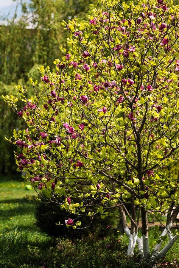 Magnolia tree in bloom stock image. Image of seasonal - 70538503