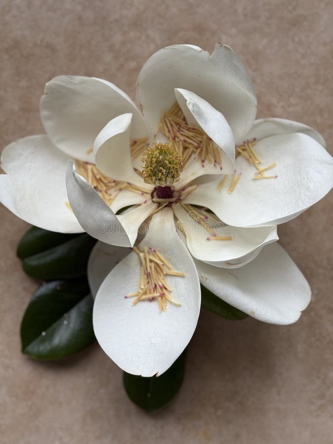 Magnolia Tree Bloom on Tan Background Stock Image - Image of flower ...