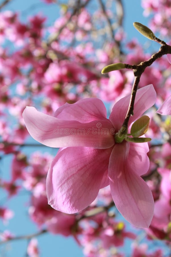 Magnolia Tree in Bloom Vertical Image Stock Photo - Image of macro ...