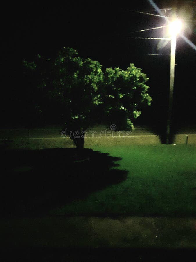 Magnolia Tree Blooming Front Yard View at Night Stock Image - Image of ...