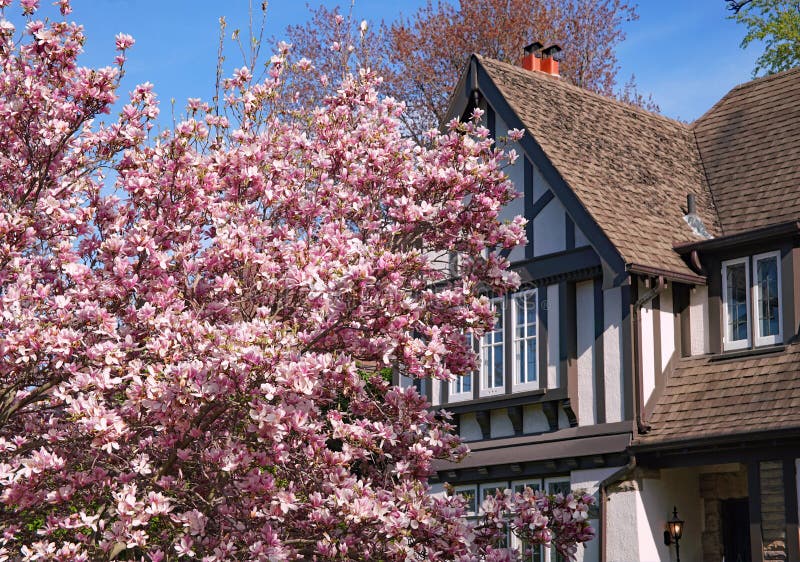 Magnolia Tree Blooming in Spring Stock Image - Image of gable, blossom ...
