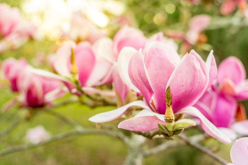Magnolia tree stock image. Image of aromatic, floral - 90382121