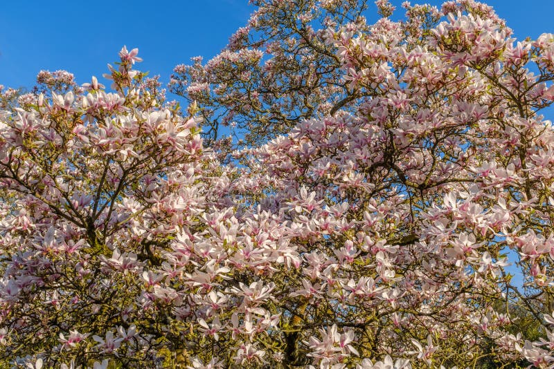 Magnolia tree blossom stock photo. Image of spring, blue - 115394098