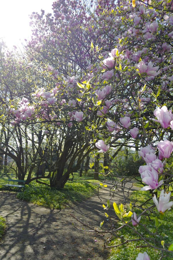 Magnolia tree blossom stock photo. Image of bush, awakening - 53014964