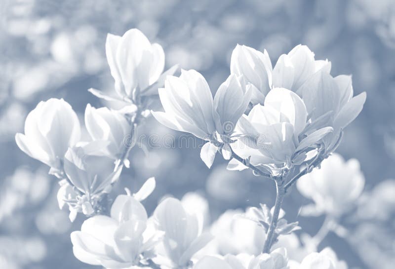 Magnolia tree blossom stock photo. Image of branch, colorful - 170604816