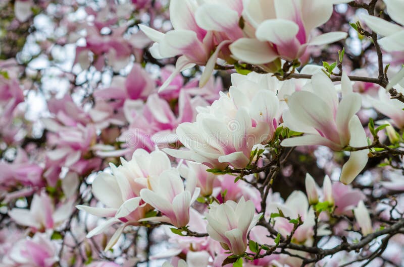 Magnolia Tree in Blossom in Park of Milan Stock Image - Image of italy ...
