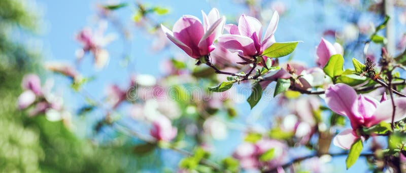 Magnolia tree blossom stock photo. Image of close, spring - 52184608