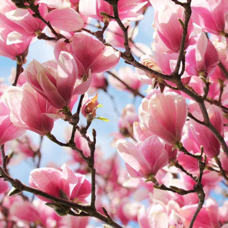Magnolia Tree Blossom in Spring Stock Image - Image of delicate ...