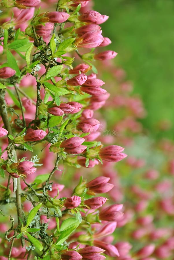 Magnolia Tree Blossom in Spring Time Stock Image - Image of close ...