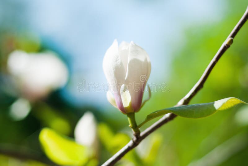 Magnolia tree blossom stock image. Image of close, magnolia - 36646415